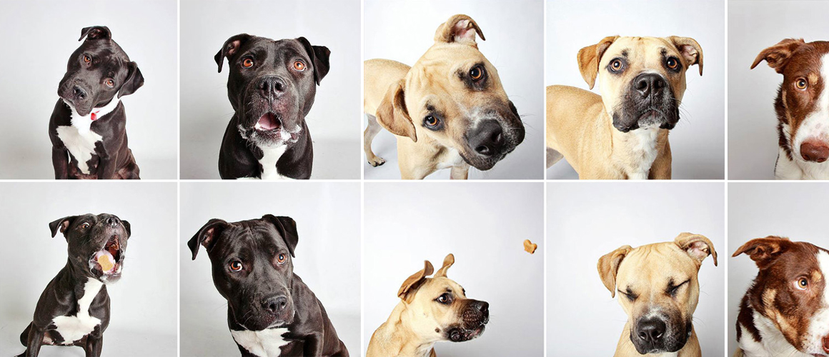 Creative Photobooth-Style Portraits of adoptable Dogs at the Humane ...