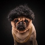 Adorable Portraits Of Lovable Pugs Dressed As Hip Hop Artists
