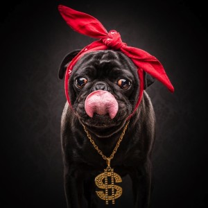 Adorable Portraits Of Lovable Pugs Dressed As Hip Hop Artists
