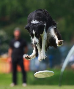 "Dogs Can Fly" by Italian Photographer Claudio Piccoli