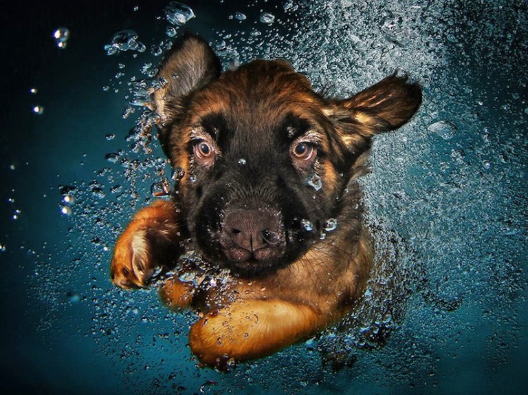 "Underwater Dogs" by Award-winning Pet Photographer and Animal Rights ...