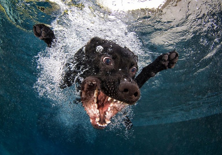"Underwater Dogs" by Award-winning Pet Photographer and Animal Rights ...