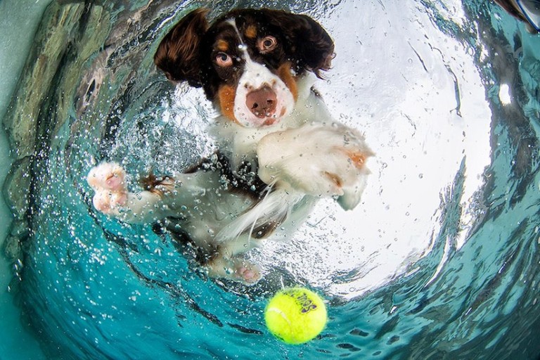 "Underwater Dogs" by Award-winning Pet Photographer and Animal Rights ...