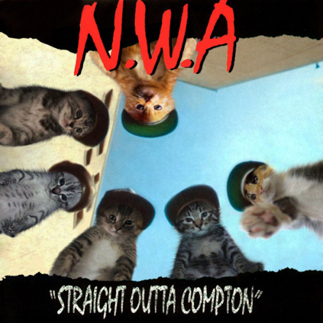 "Kitten Covers" - Album-Cover von Rap-Classics mit Kätzchen nachgestellt