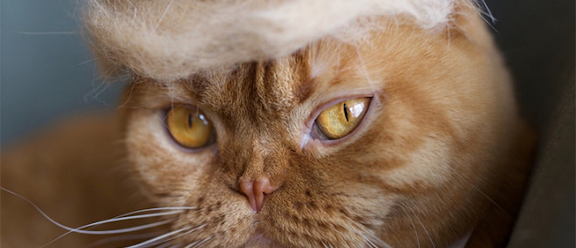 Donald Trump Cats