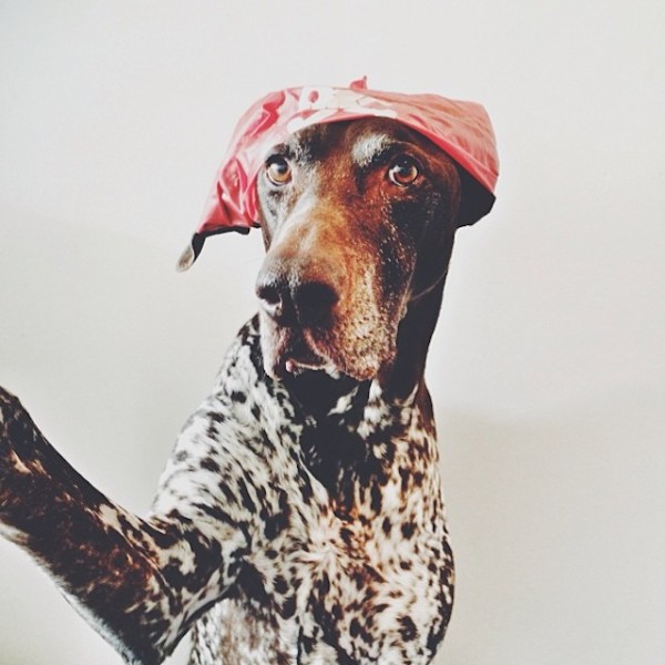 "If It Wags" - Meet Gus and Travis (10 Pictures)