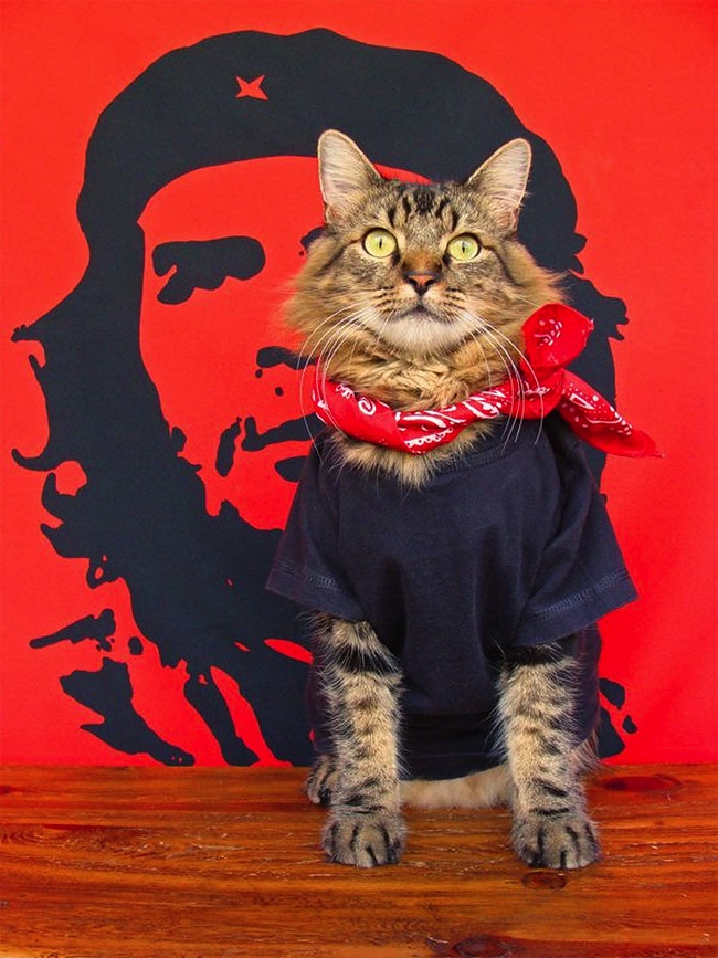 "Lorenzo The Cat" by Joann Biondi (10 Pictures)