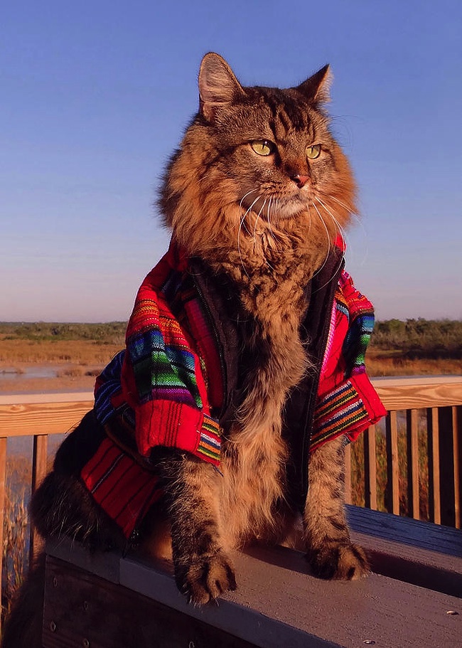 "Lorenzo The Cat" by Joann Biondi (10 Pictures)