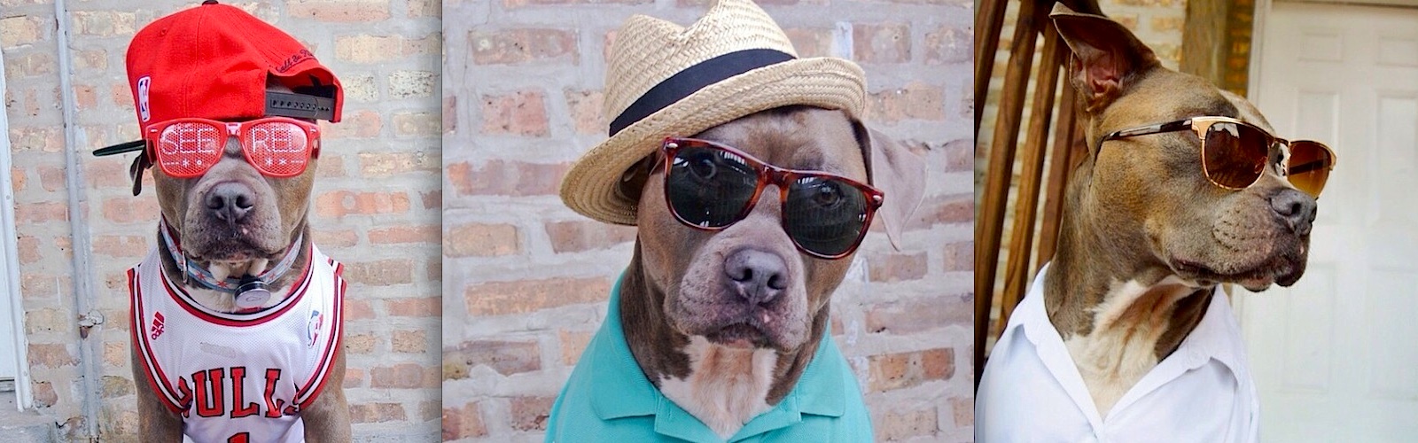 Meet Chango: The Swaggiest And Most Handsome Pit Bull On Instagram (12 ...
