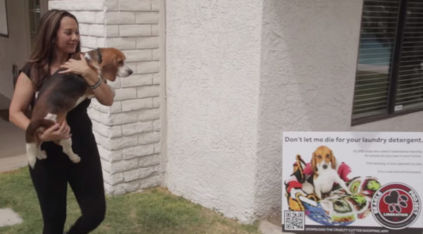 Beagle Freedom Project: Watch these Beagles feel Grass and Sun for the ...