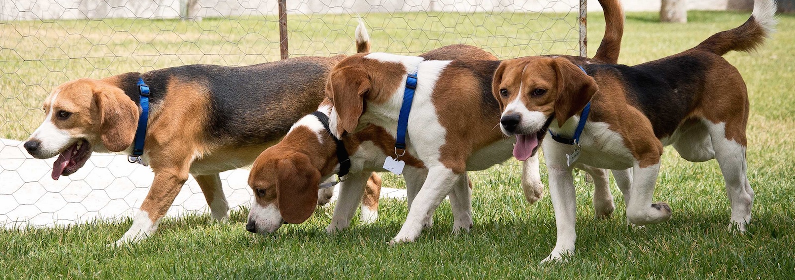 Beagle Freedom Project: Watch these Beagles feel Grass and Sun for the ...