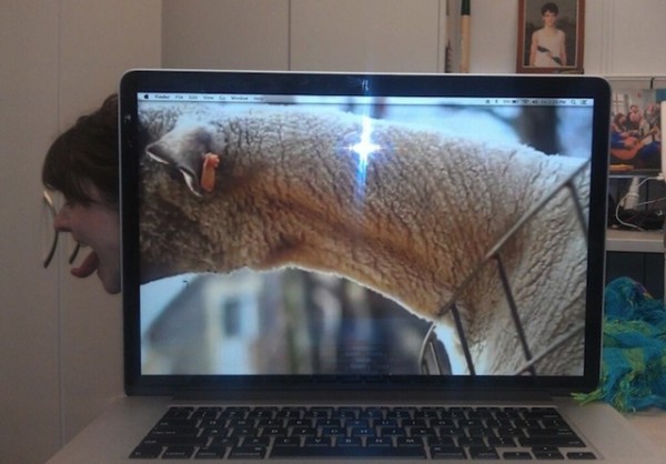 Desk Safari - Office Workers Line Up Animal Bodies With the Heads of ...