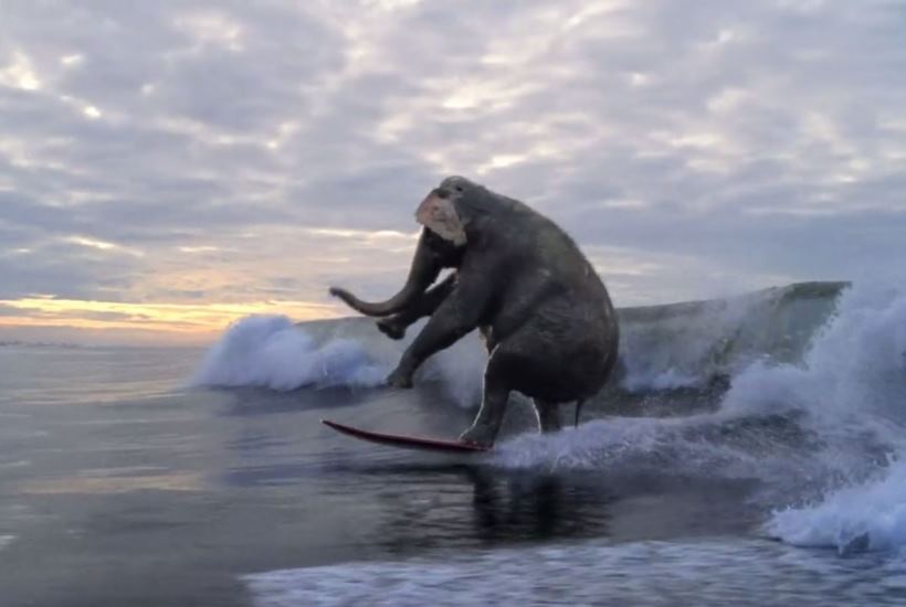 Best of Surfing Animals (5 Clips - Video Compilation)