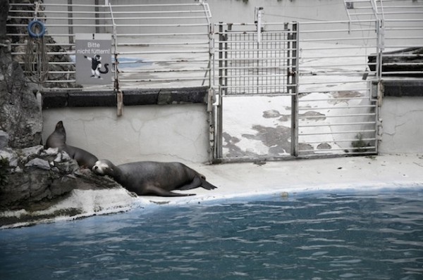 Modern Wilderness: Heartbreaking Photos of Animals Stuck in Zoos (12 ...