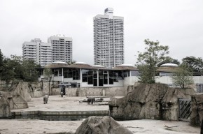 Modern Wilderness: Heartbreaking Photos of Animals Stuck in Zoos (12 ...