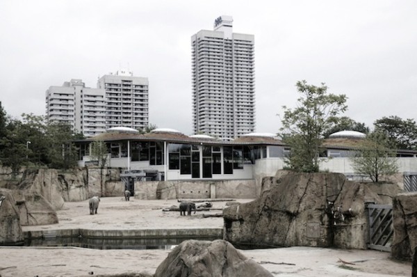 Modern Wilderness: Heartbreaking Photos of Animals Stuck in Zoos (12 ...